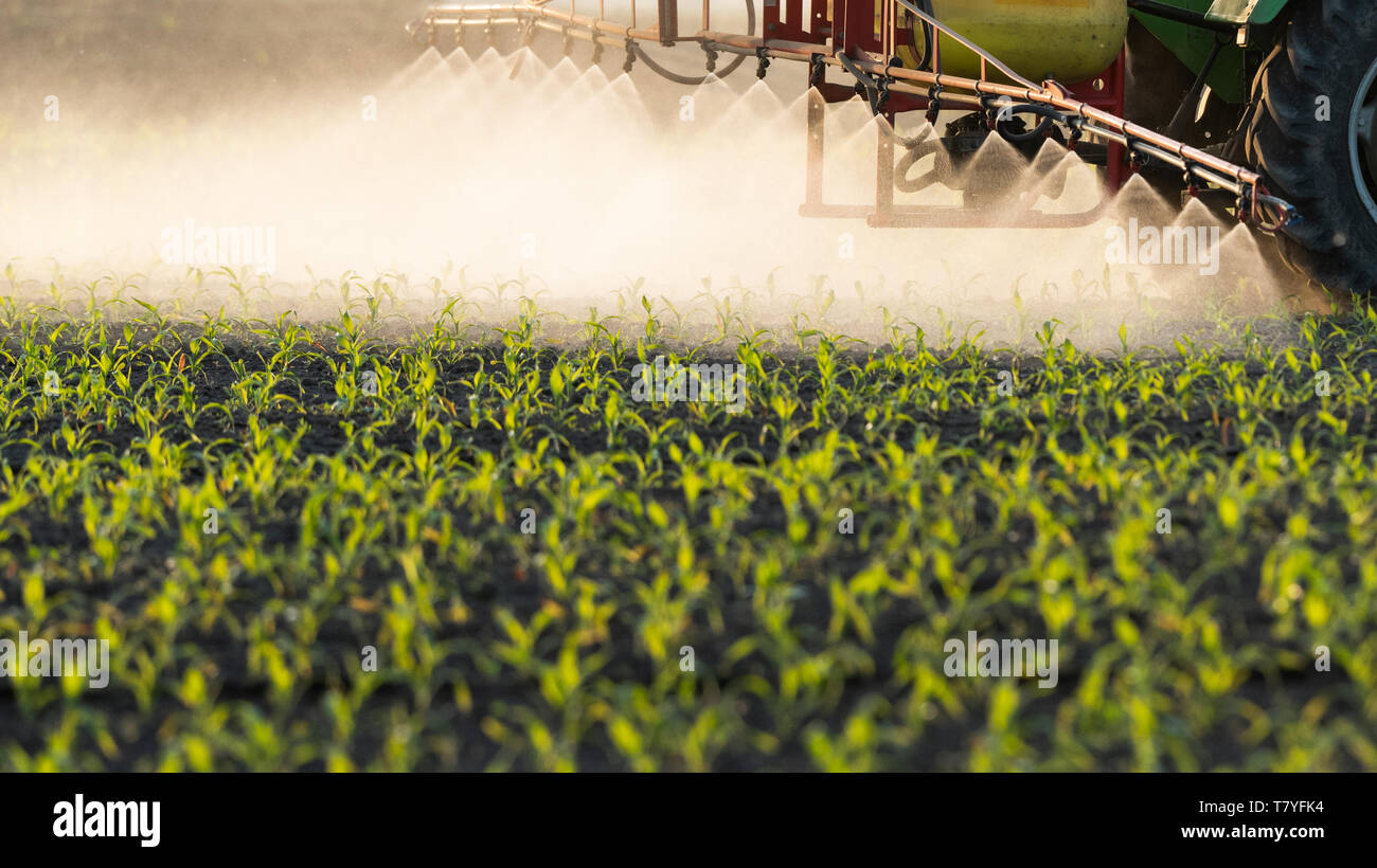 Tractor spraying pesticides at corn fields Stock Photo - Alamy