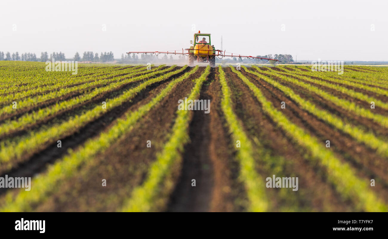 Tractor spraying pesticides at corn fields Stock Photo - Alamy