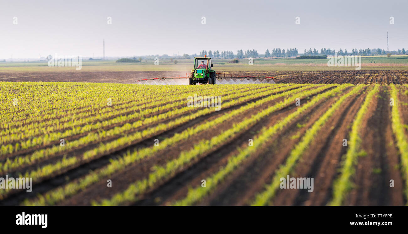 Tractor spraying pesticides at corn fields Stock Photo - Alamy