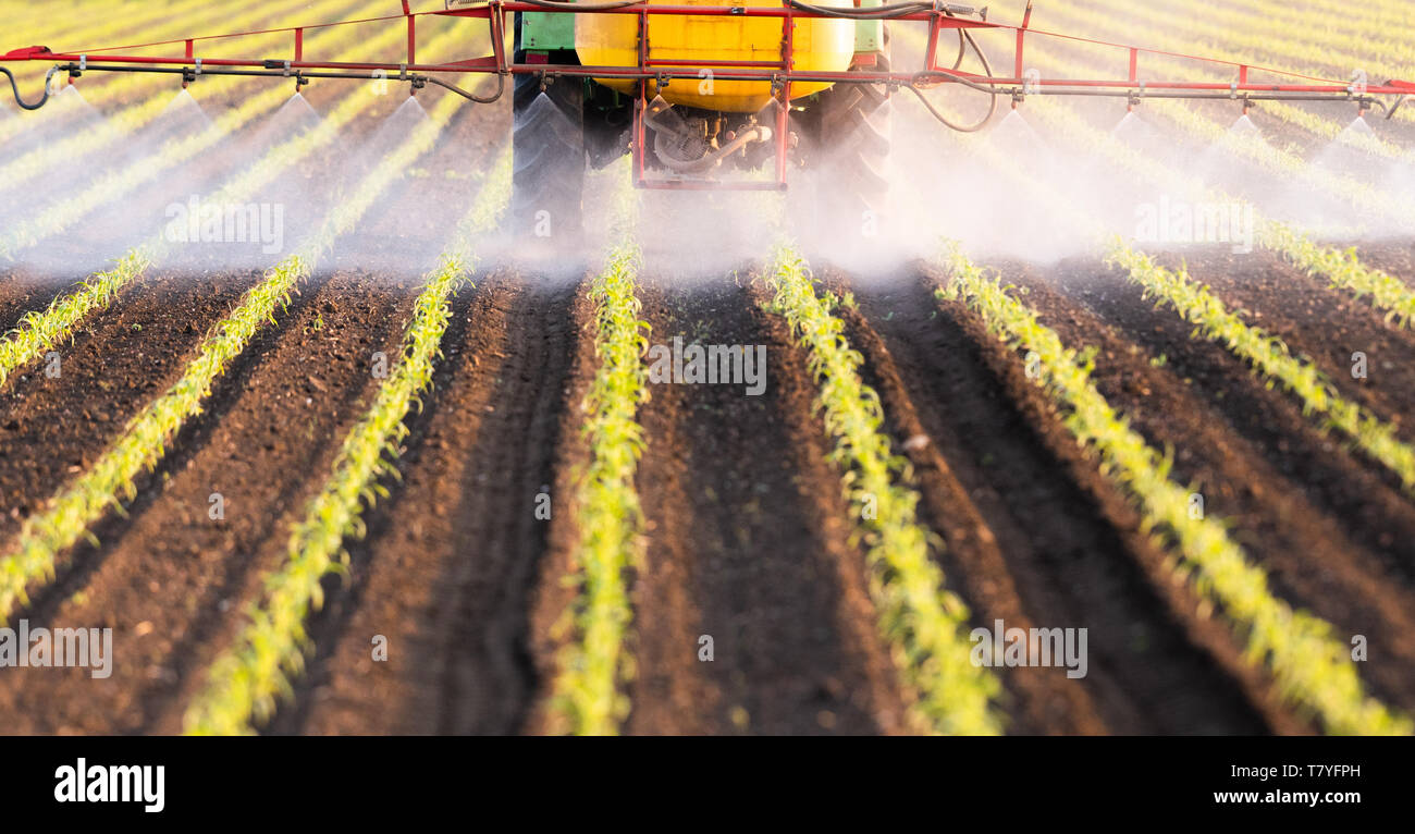 Tractor spraying pesticides at corn fields Stock Photo - Alamy