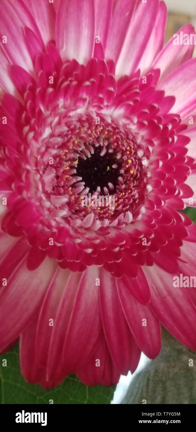 Gerber daisy cut hi-res stock photography and images - Alamy