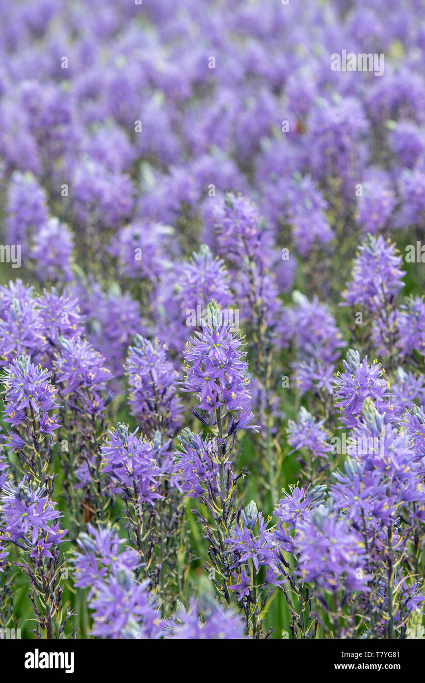 Wild hyacinth camassia leichtlinii hi-res stock photography and images ...