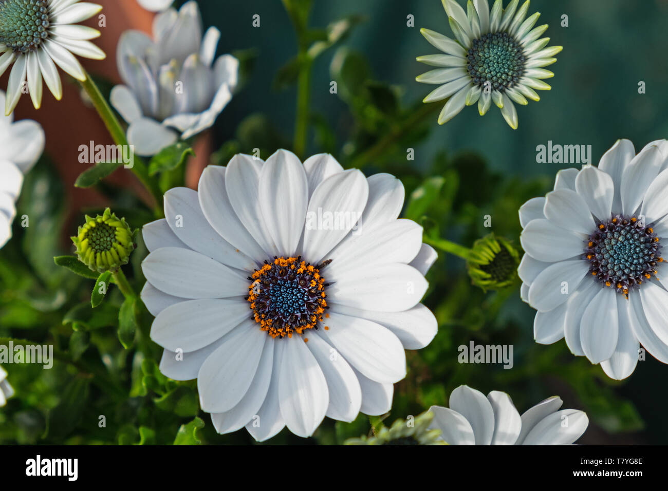African Daisy ( Osteospermum ) plants flowering at various stages of ...