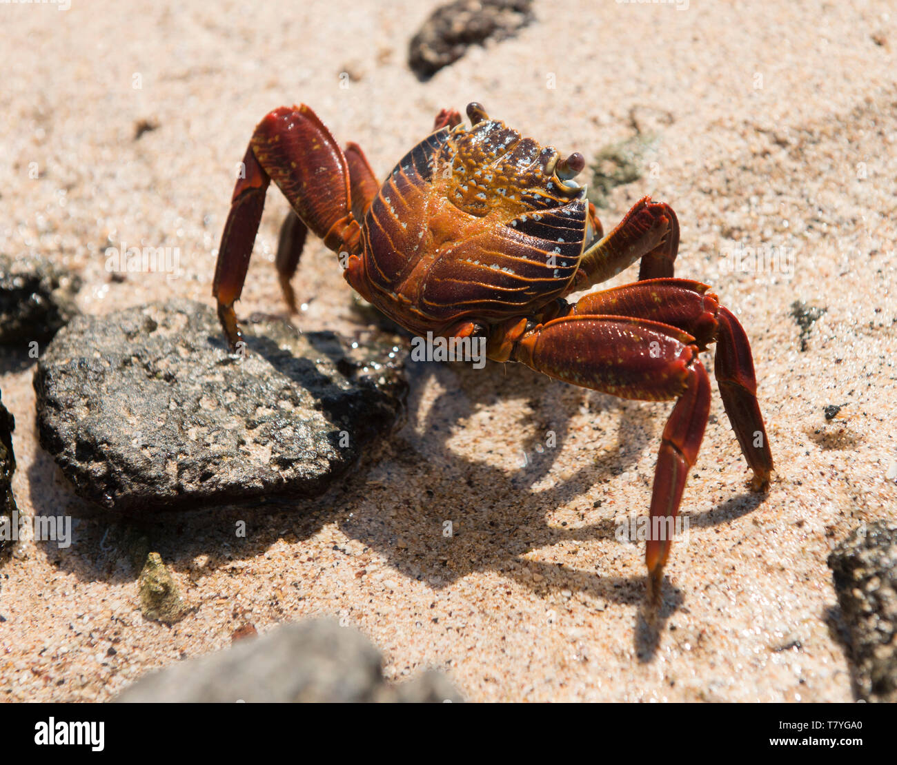 A rock crab in Galapagos when small are black like the volcanic rock ...