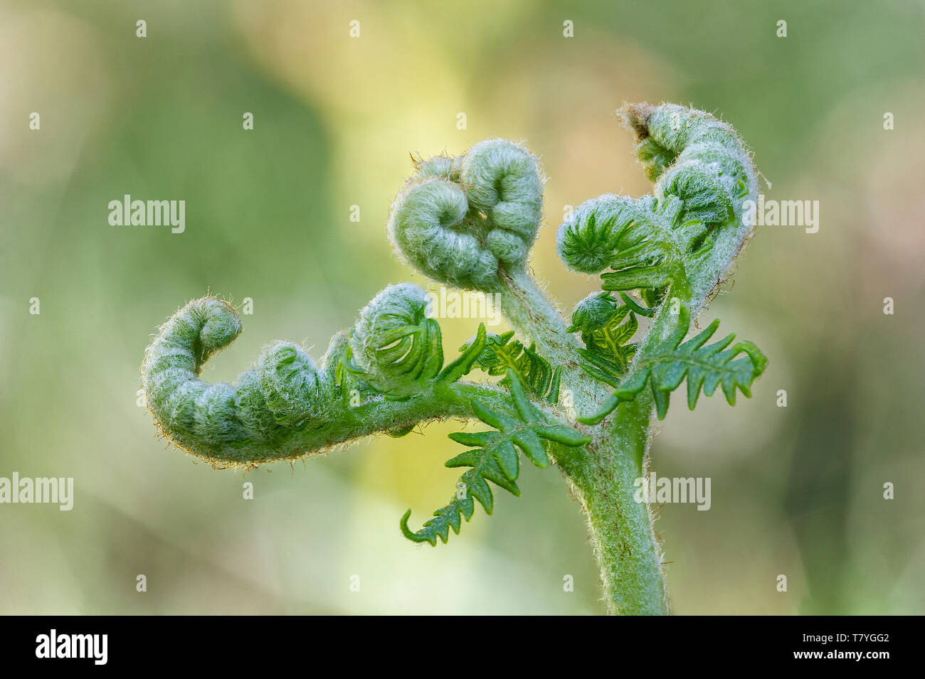 Glur effect hi-res stock photography and images - Alamy