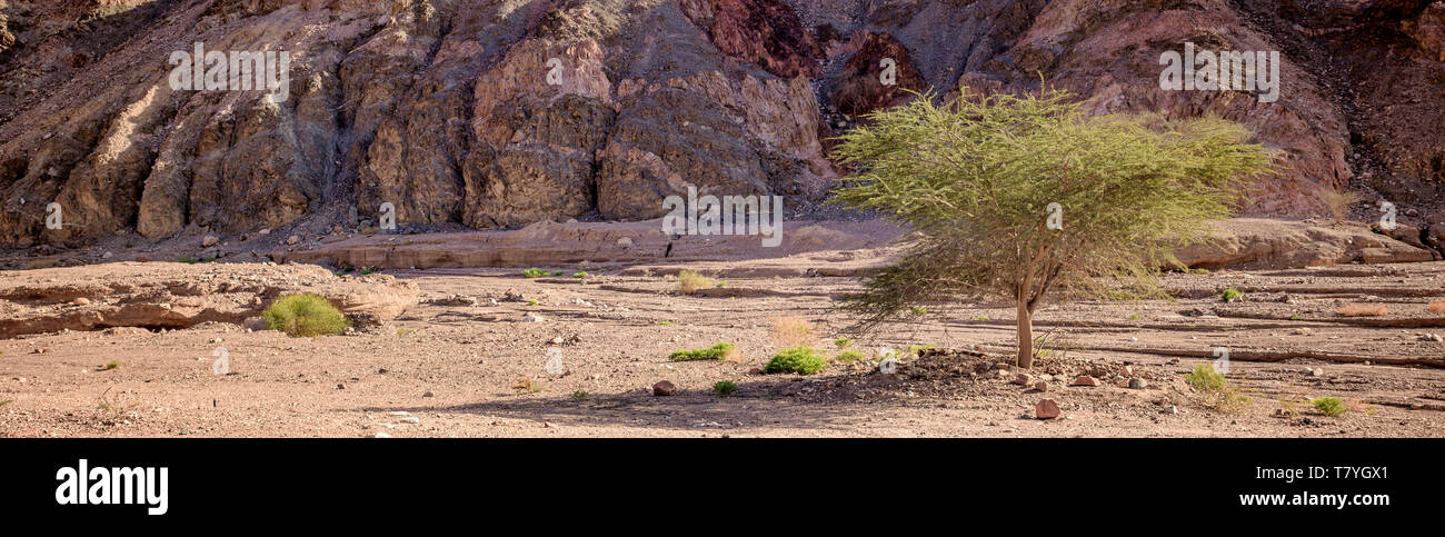 Israel landscape desert tree hi-res stock photography and images - Alamy