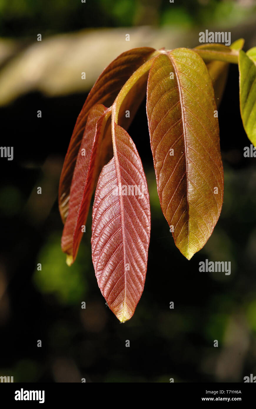 Nut leaves hi-res stock photography and images - Alamy