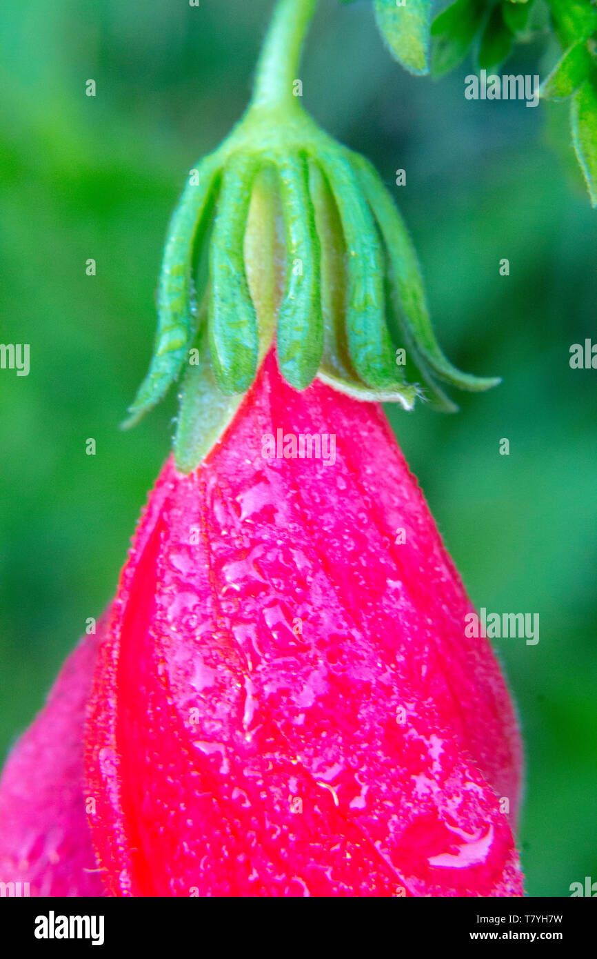 Turk’s Cap Flower with raindrops Stock Photo - Alamy