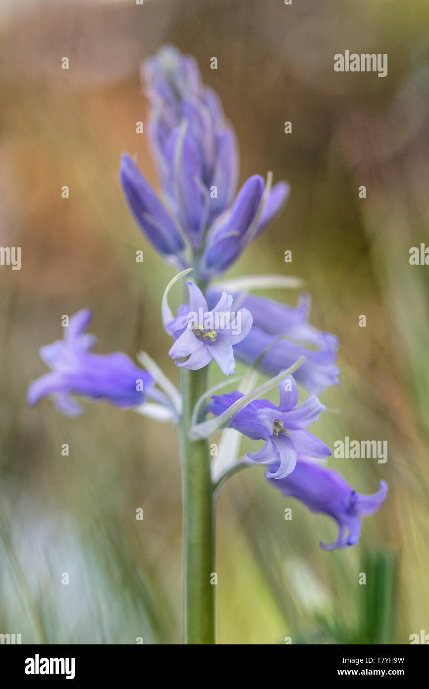 Common bluebell (Hyacintoides non scripta Stock Photo - Alamy