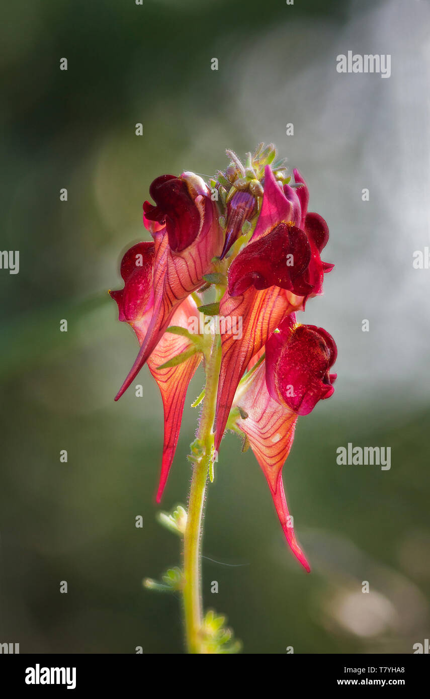 Red toadflax (Linaria aeruginea Stock Photo - Alamy