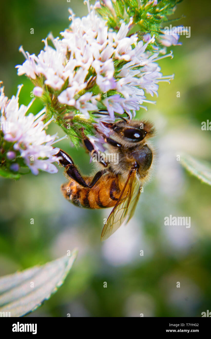 Honey Bee collecting Nectar Stock Photo - Alamy