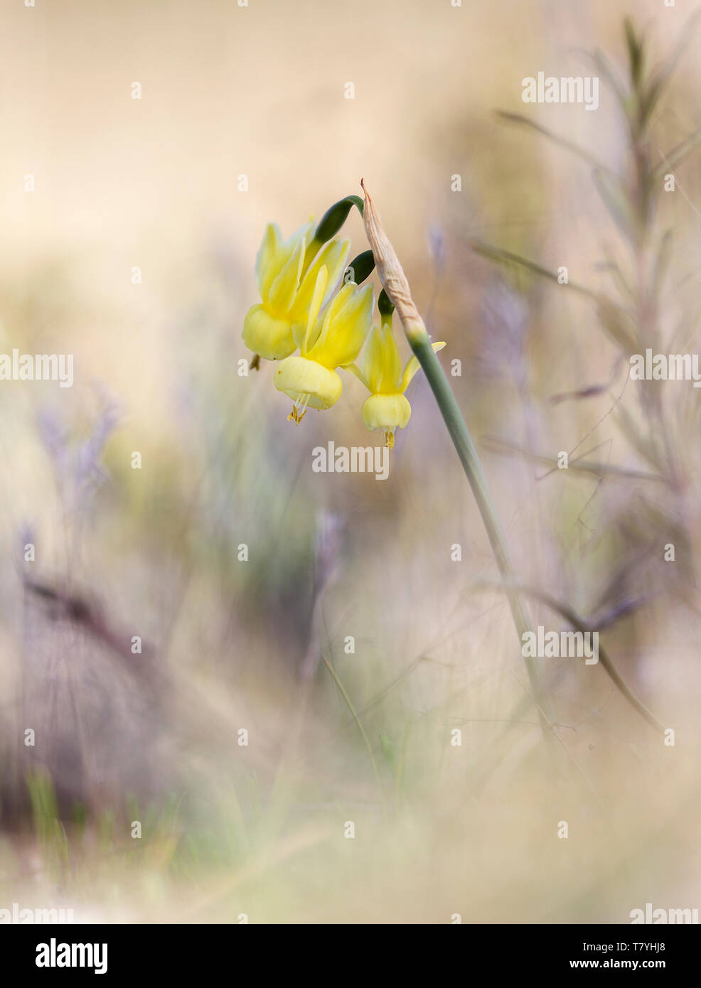 Angel's tears (Narcissus triandrus Stock Photo - Alamy