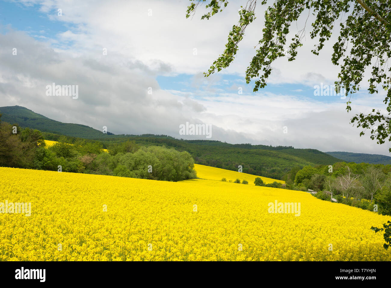Oilseed rape field with cloudy sky Stock Photo - Alamy
