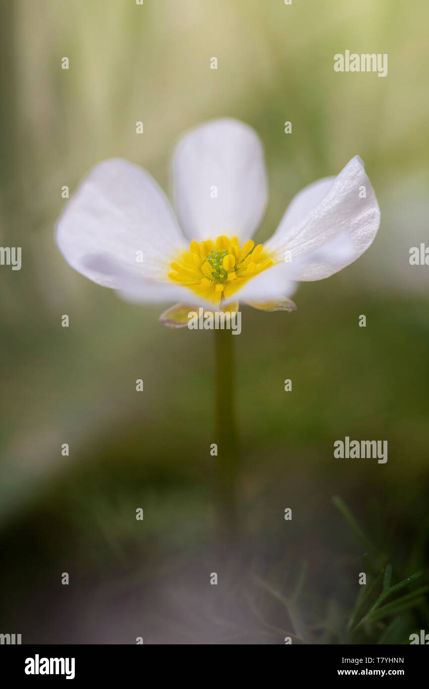 common water-crowfoot (Ranunculus aquatilis Stock Photo - Alamy