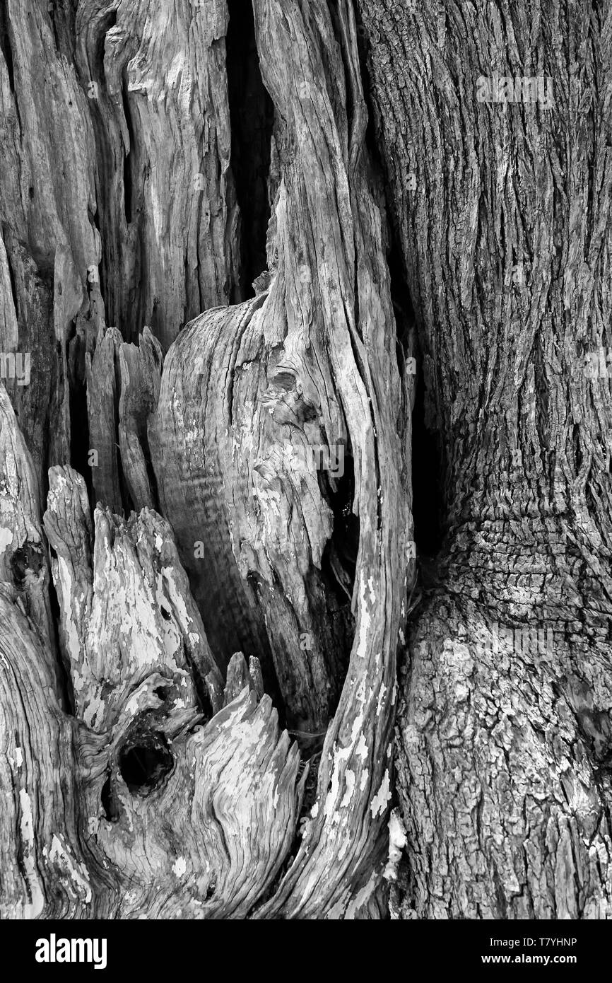 Olive tree bark hi-res stock photography and images - Alamy