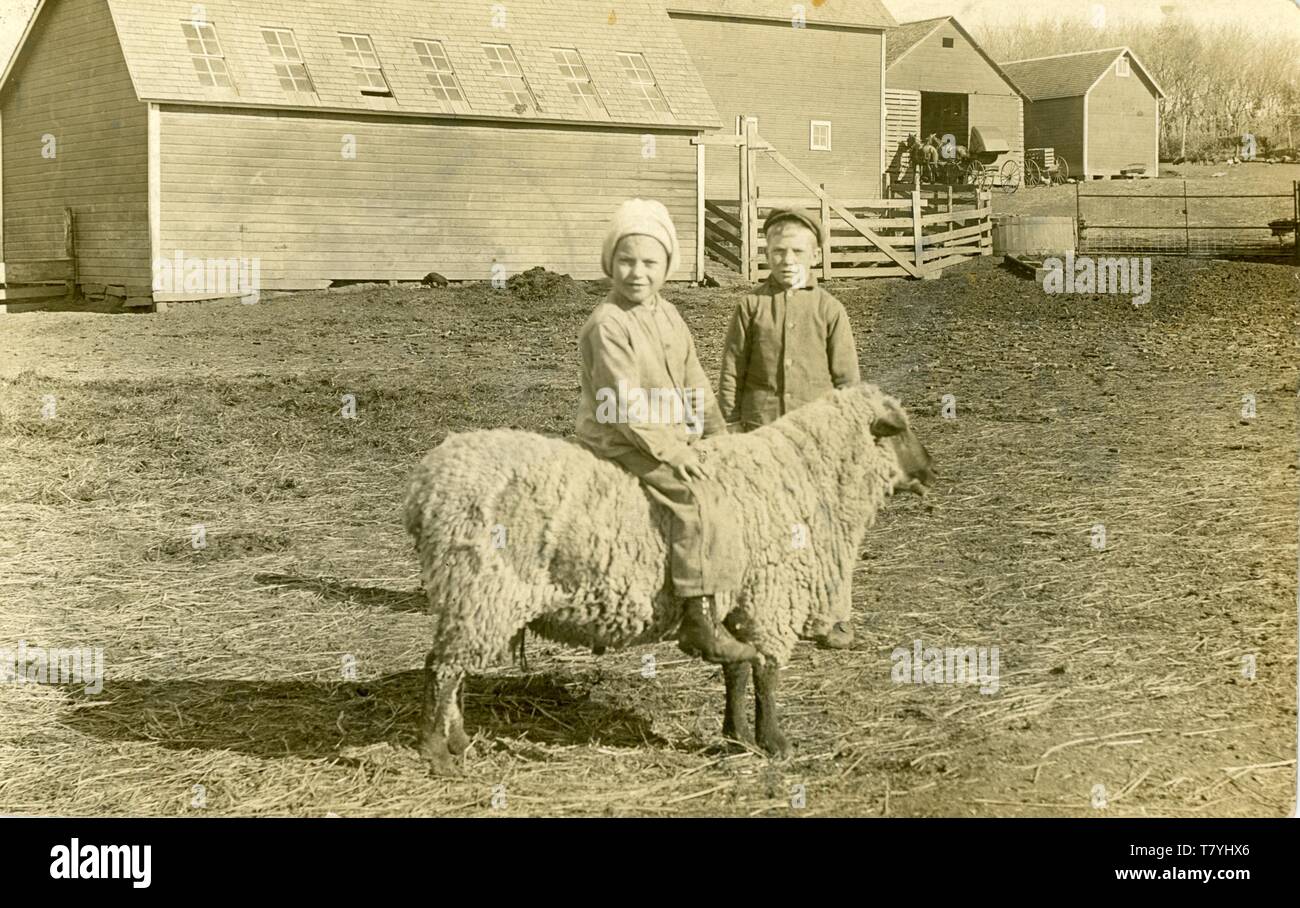 Child riding a sheep, carriage and team of horses, ca. 1910. RPPC Stock ...