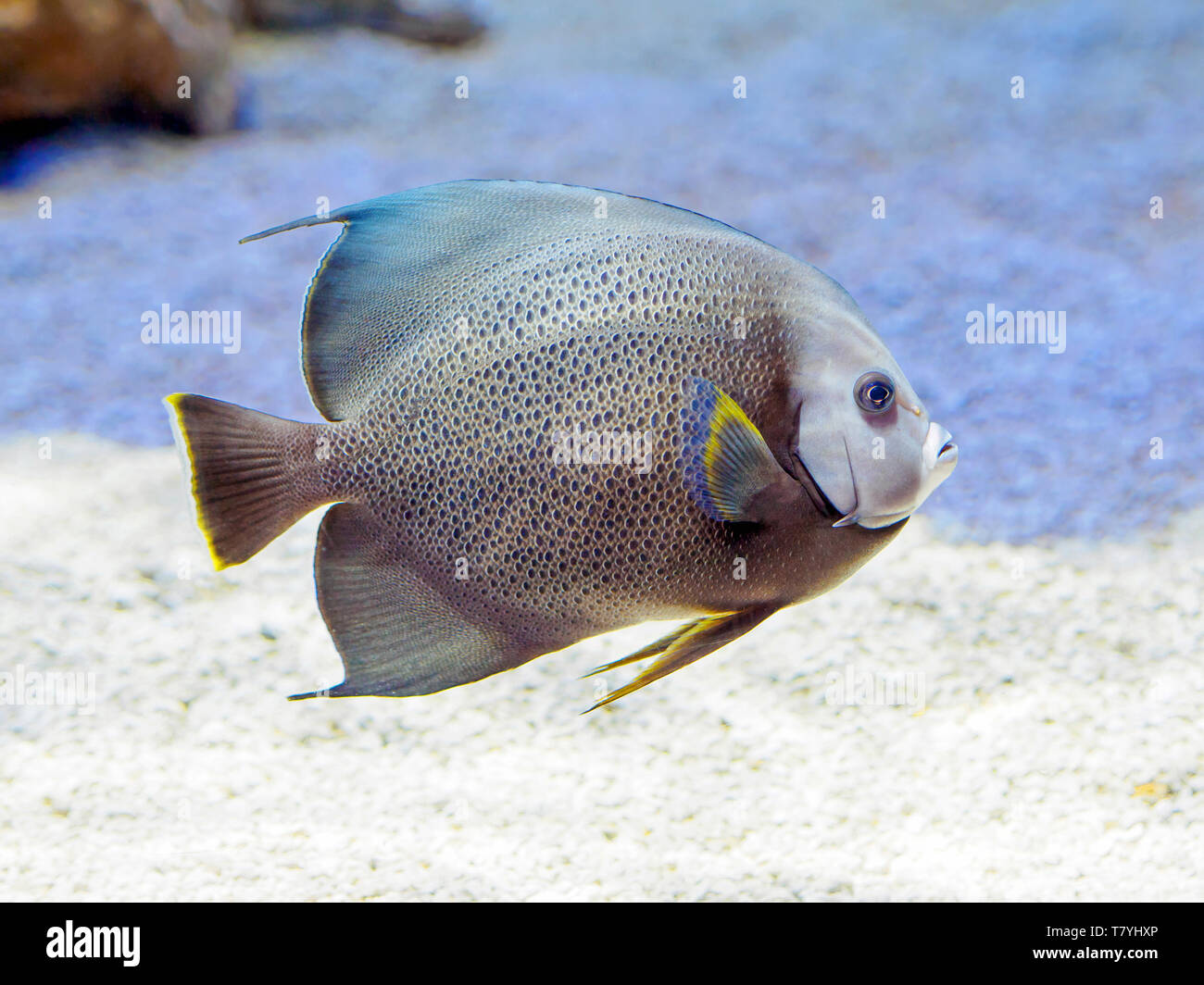 Gray Angelfish Stock Photos & Gray Angelfish Stock Images - Alamy