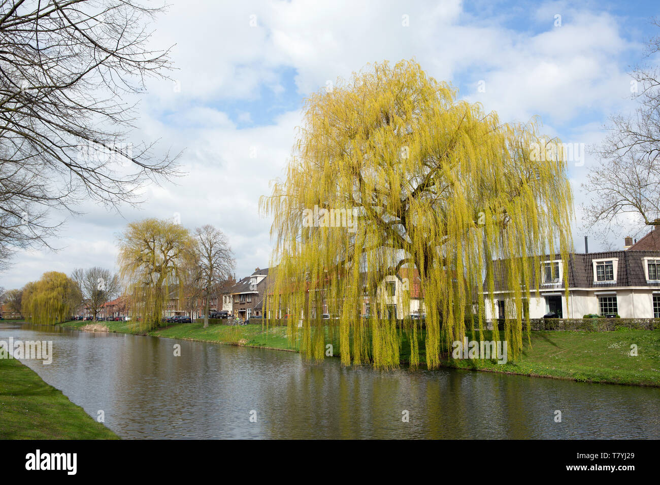 Weeping willow trees tree hi-res stock photography and images - Alamy