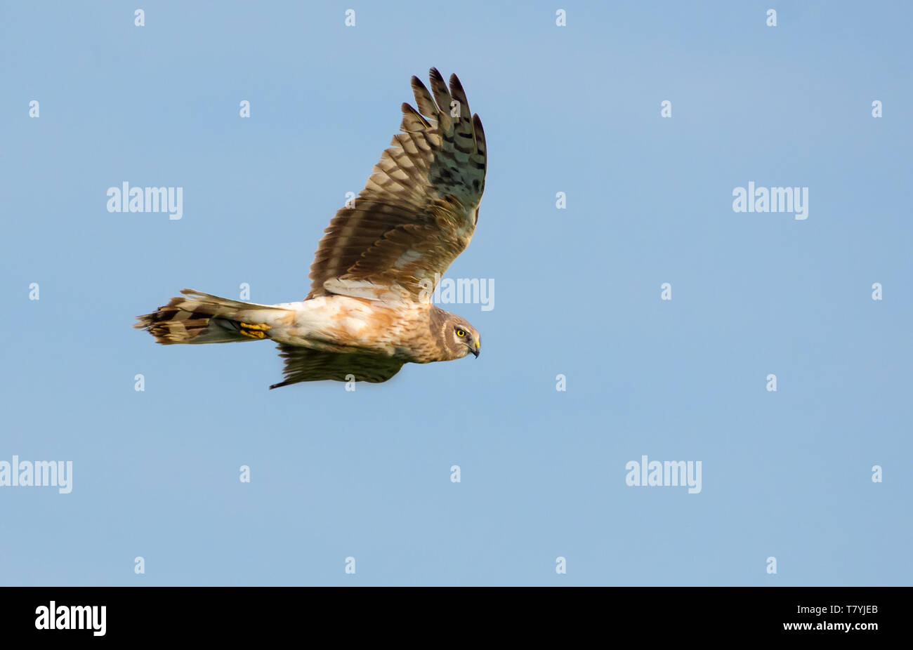 Second year Hen Harrier flies in blue sky Stock Photo - Alamy