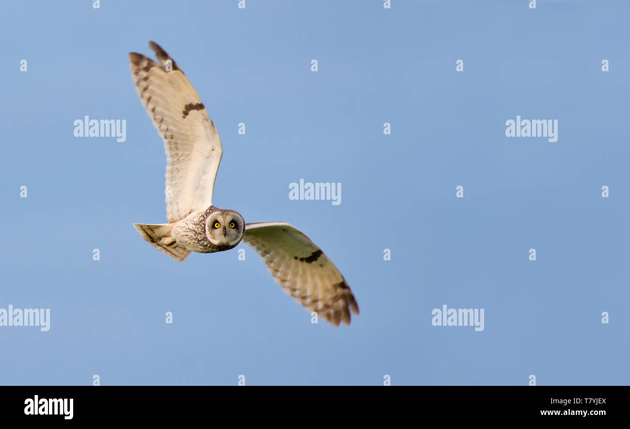 Short-eared owl in flight with wide spreaded wings Stock Photo - Alamy