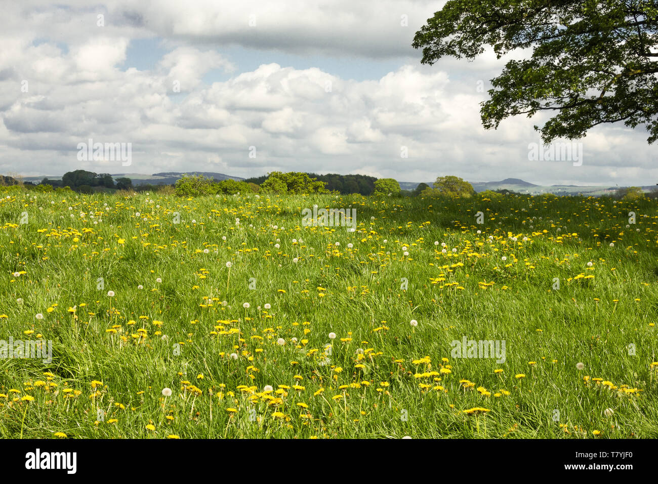 Redesmere hi-res stock photography and images - Alamy
