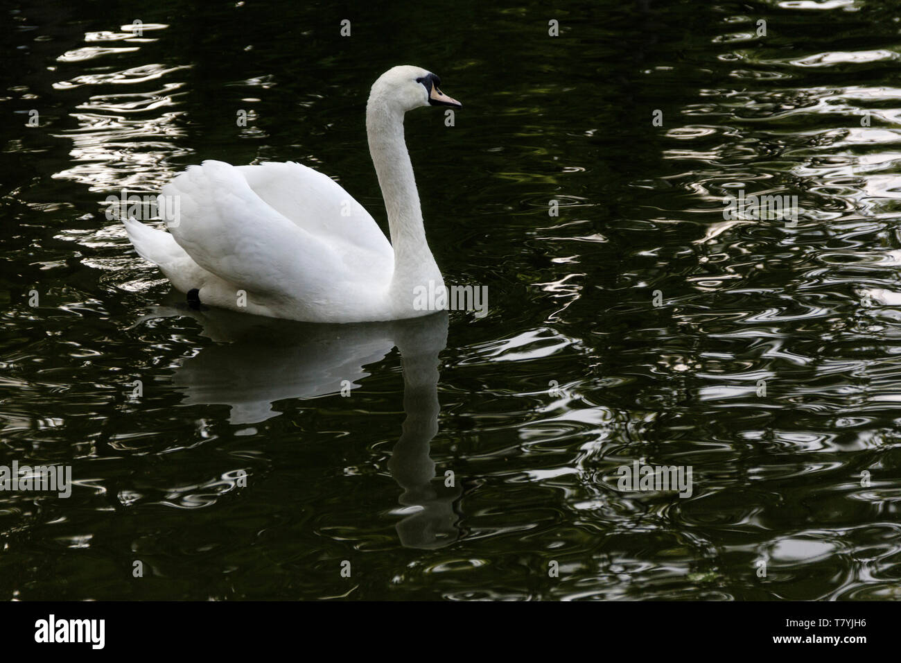 White swan in the water reflection sunset Stock Photo - Alamy