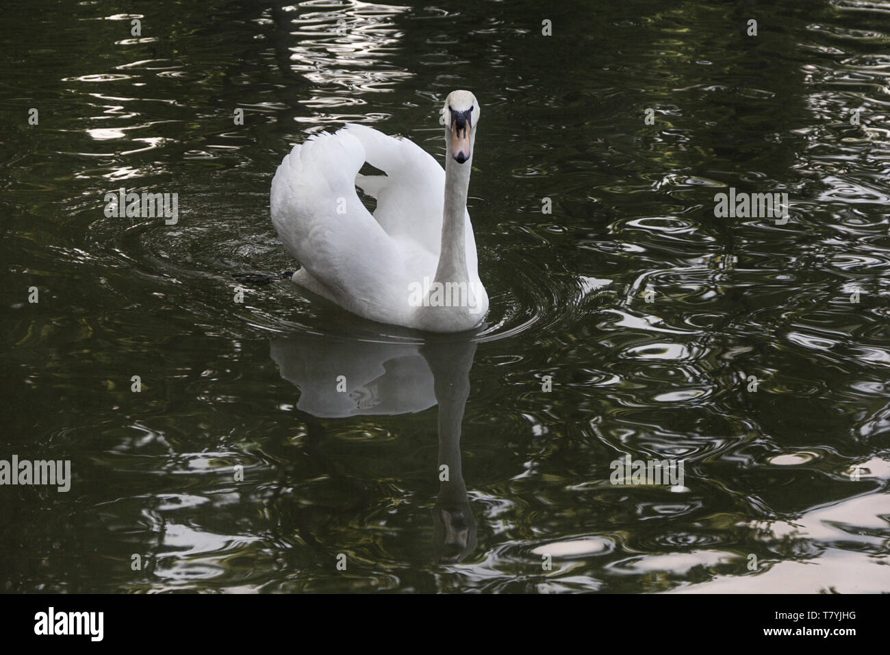 White swan in the water reflection sunset Stock Photo - Alamy