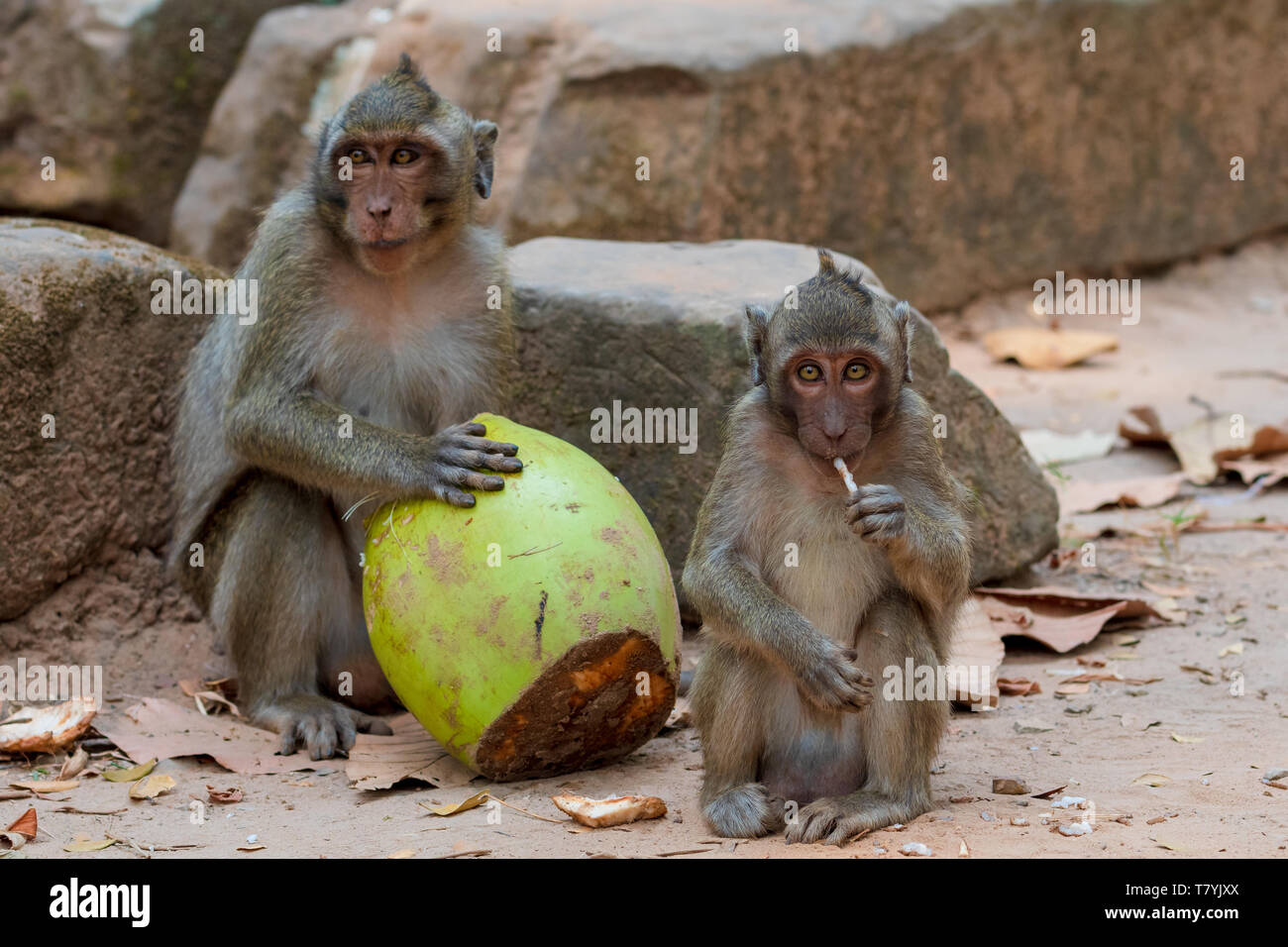 Monkey eating a coconut hi-res stock photography and images - Alamy