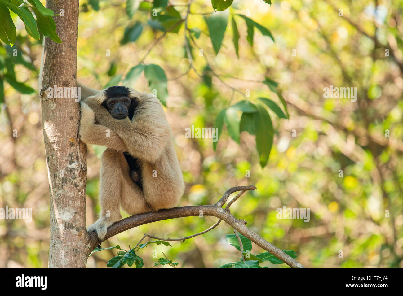 Female pileated gibbon in a tree in Cambodia Stock Photo - Alamy