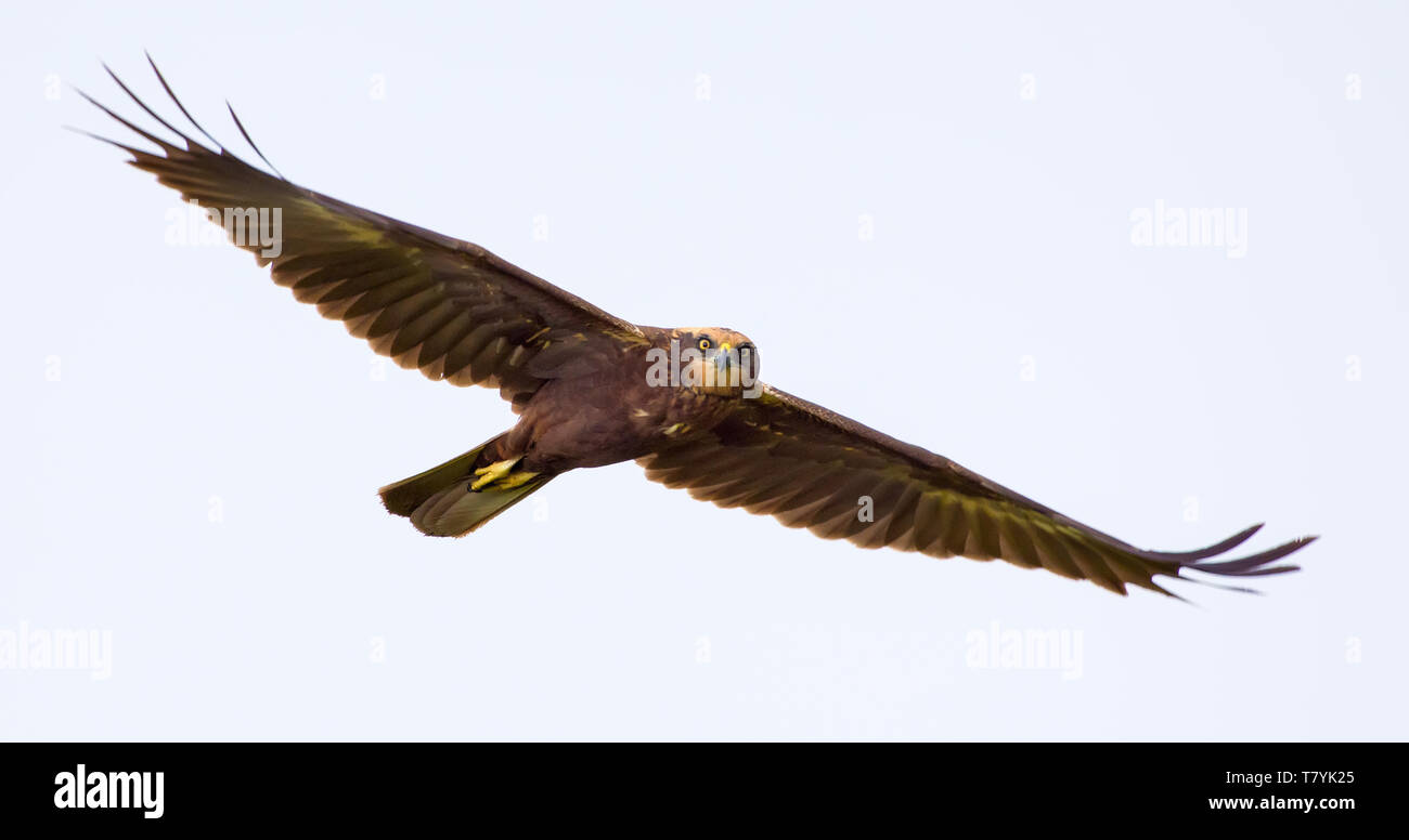 Eastern marsh harrier hi-res stock photography and images - Alamy