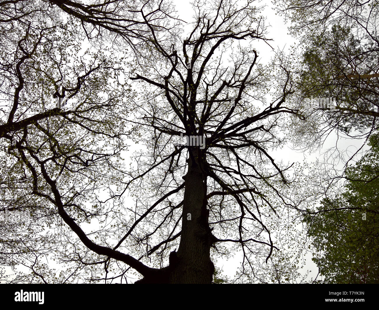 Tops of the trees. Silhouette. Shot from bellow Stock Photo - Alamy