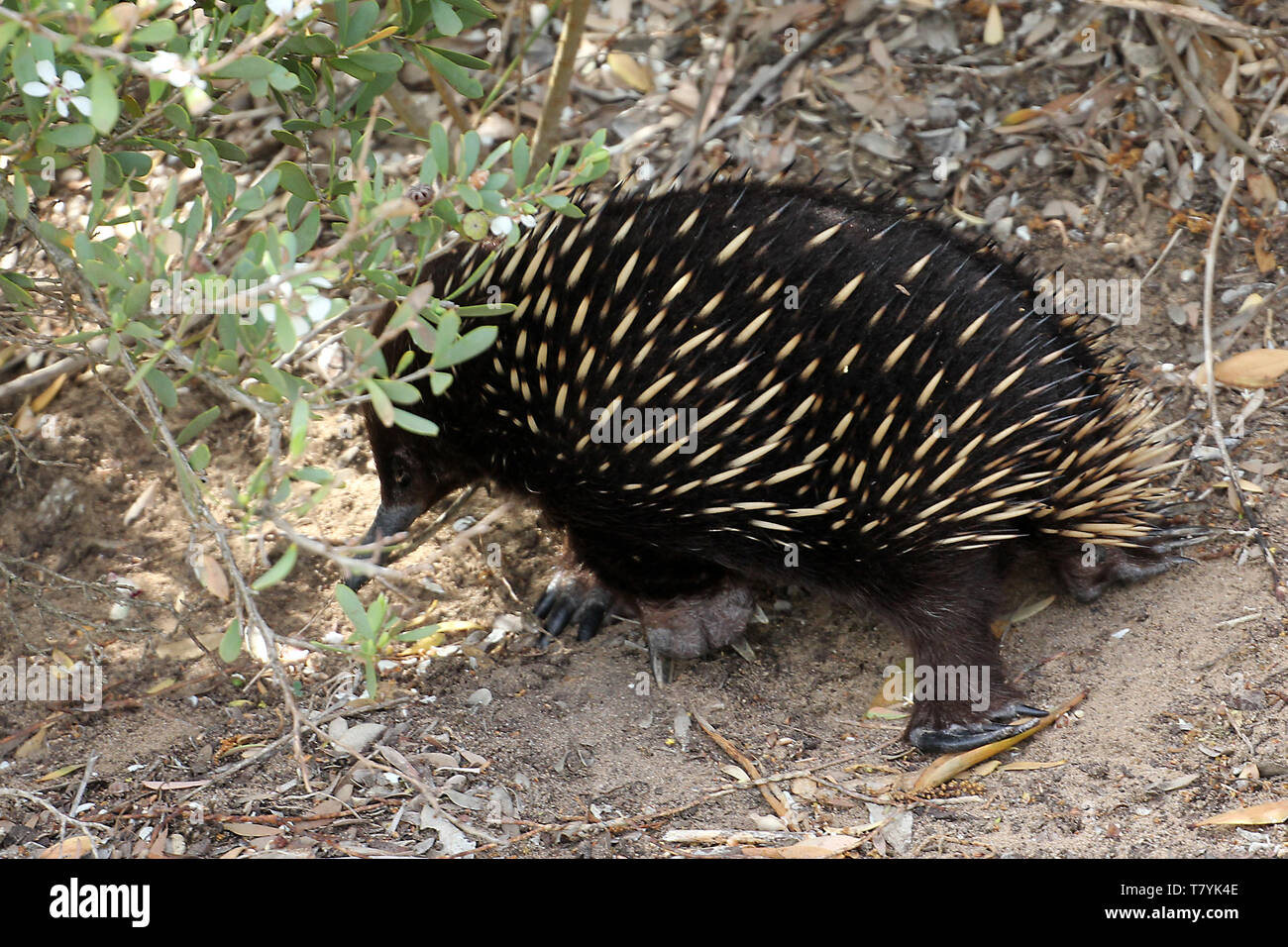 Mammals with spines hi-res stock photography and images - Alamy