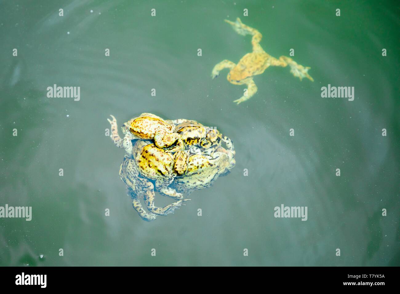 Frogs in the water - male and female reproduction period Stock Photo ...