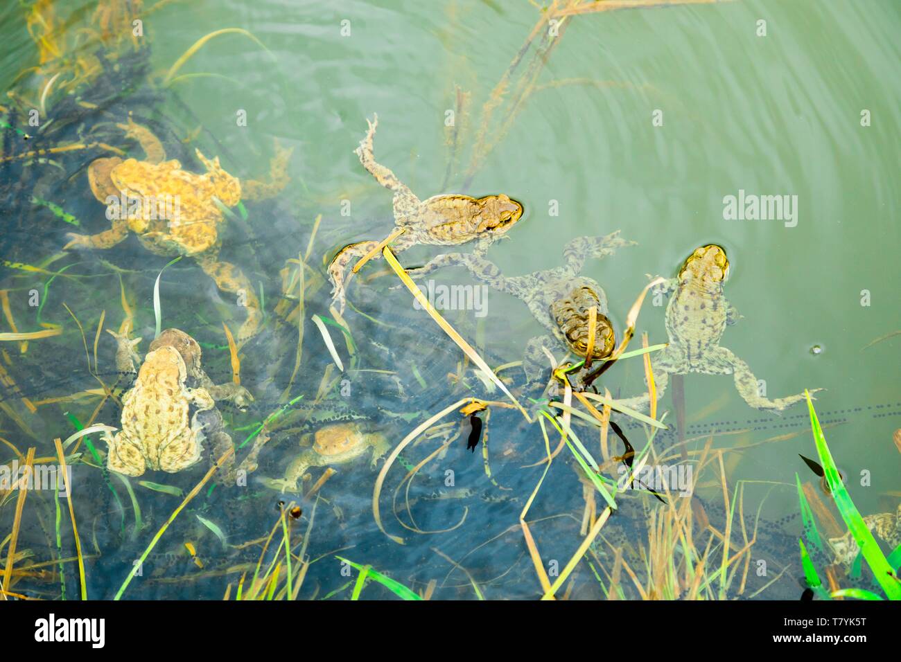 Frogs in the water - male and female during reproduction period Stock ...