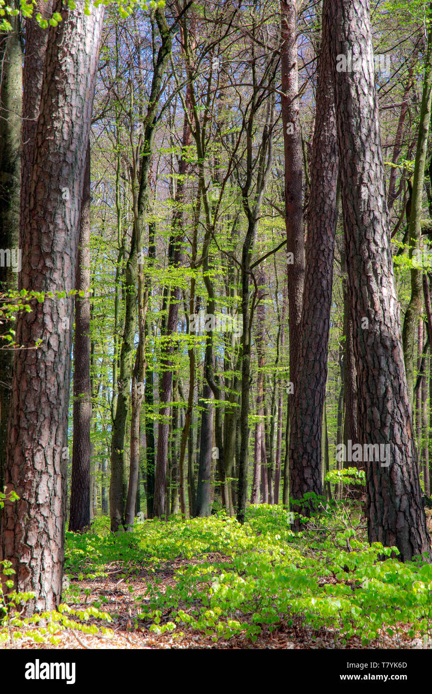 Trees of a beech forest during spring time Stock Photo - Alamy