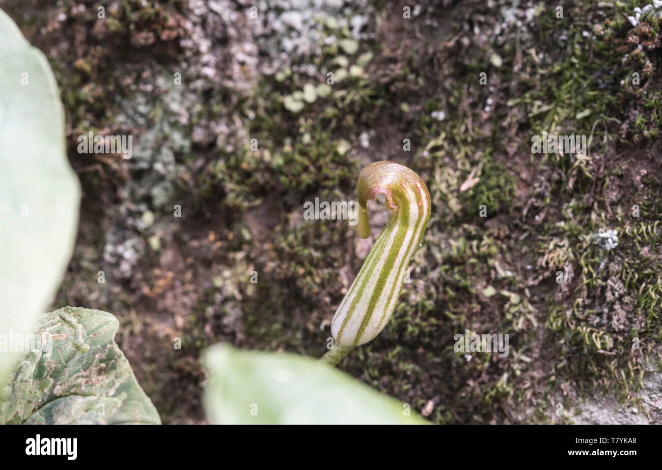 Friars cowl hi-res stock photography and images - Alamy