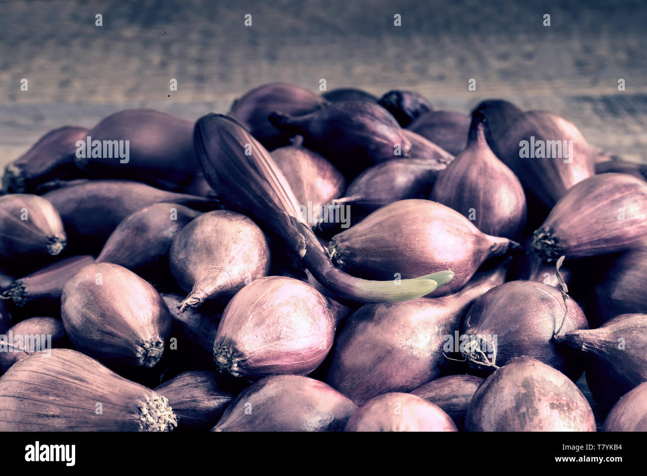 Purple onion sets for planting in the soil Stock Photo - Alamy