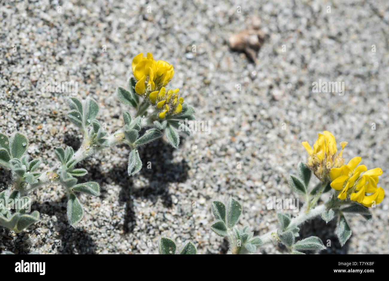 Flowers of Sea Medick (Medicago marina Stock Photo - Alamy