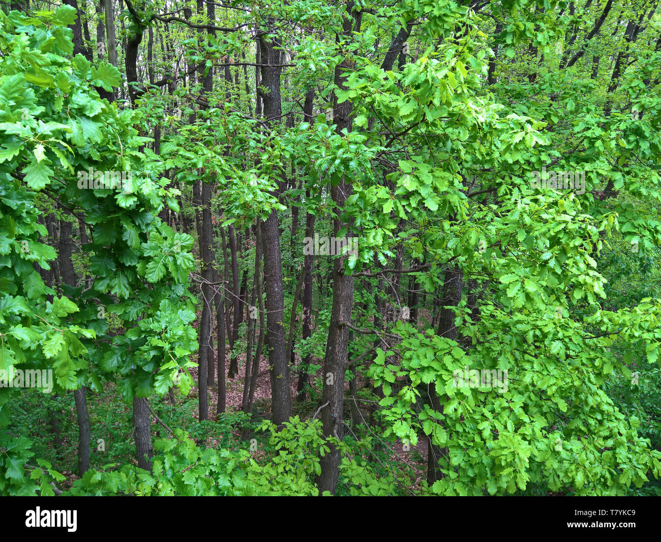 The oak trees after the rain in the spring Stock Photo - Alamy