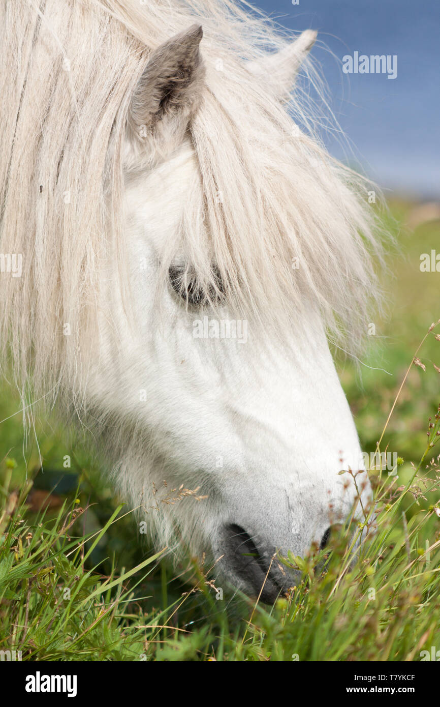 Adorable Shetland Pony photographed in the Shetland Isles, North of ...