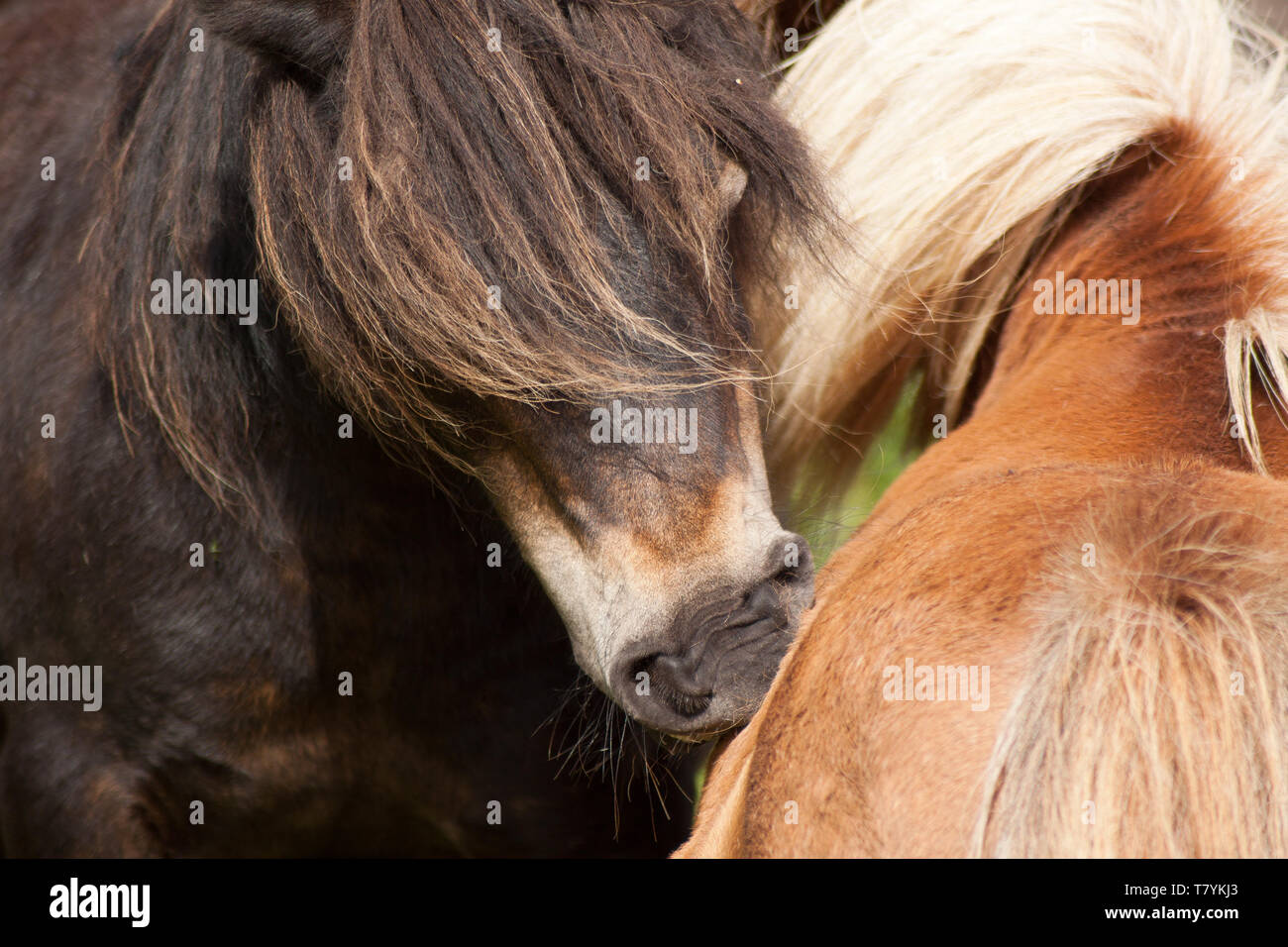 Adorable Shetland Pony photographed in the Shetland Isles, North of ...