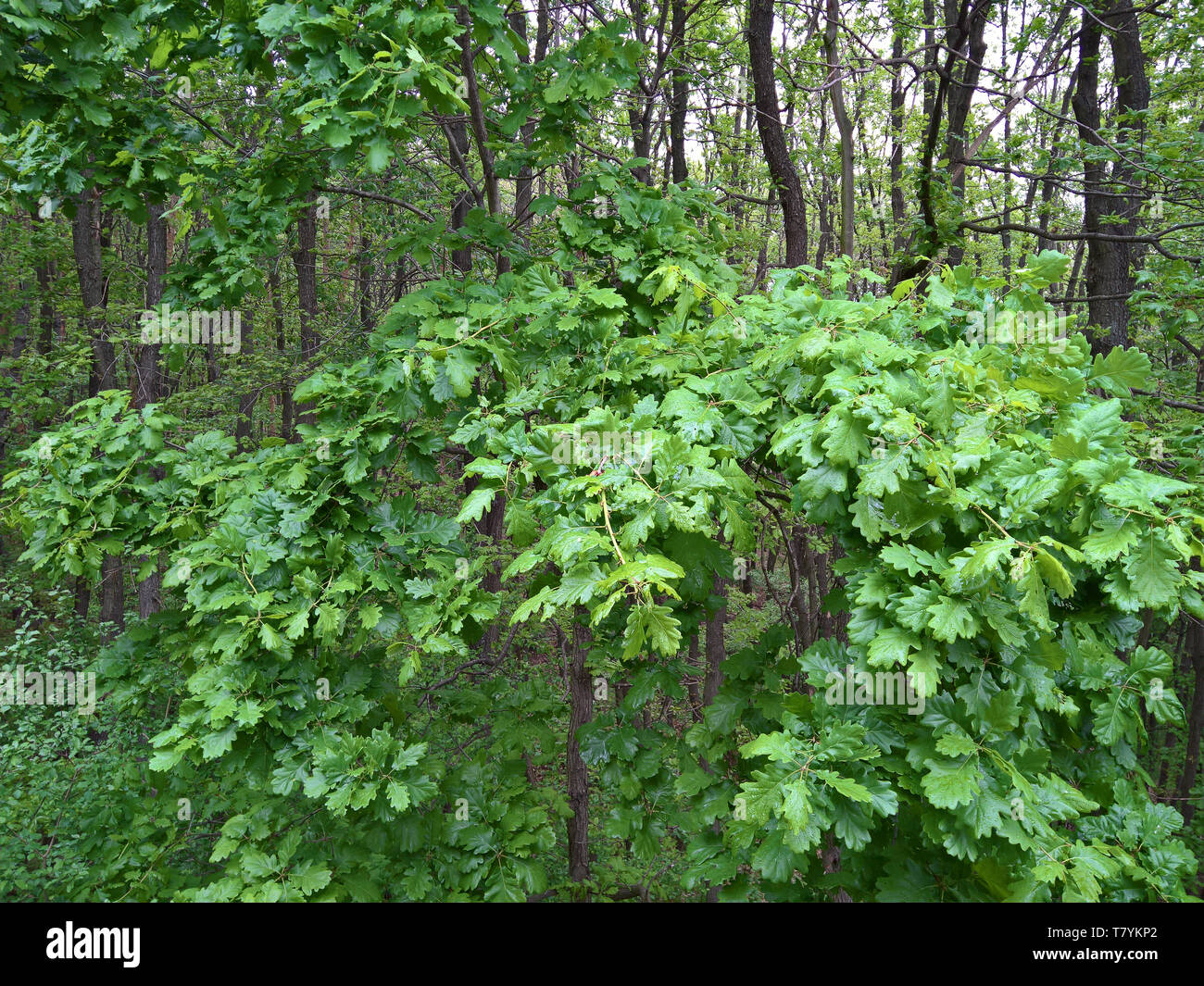 The oak trees after the rain in the spring Stock Photo - Alamy