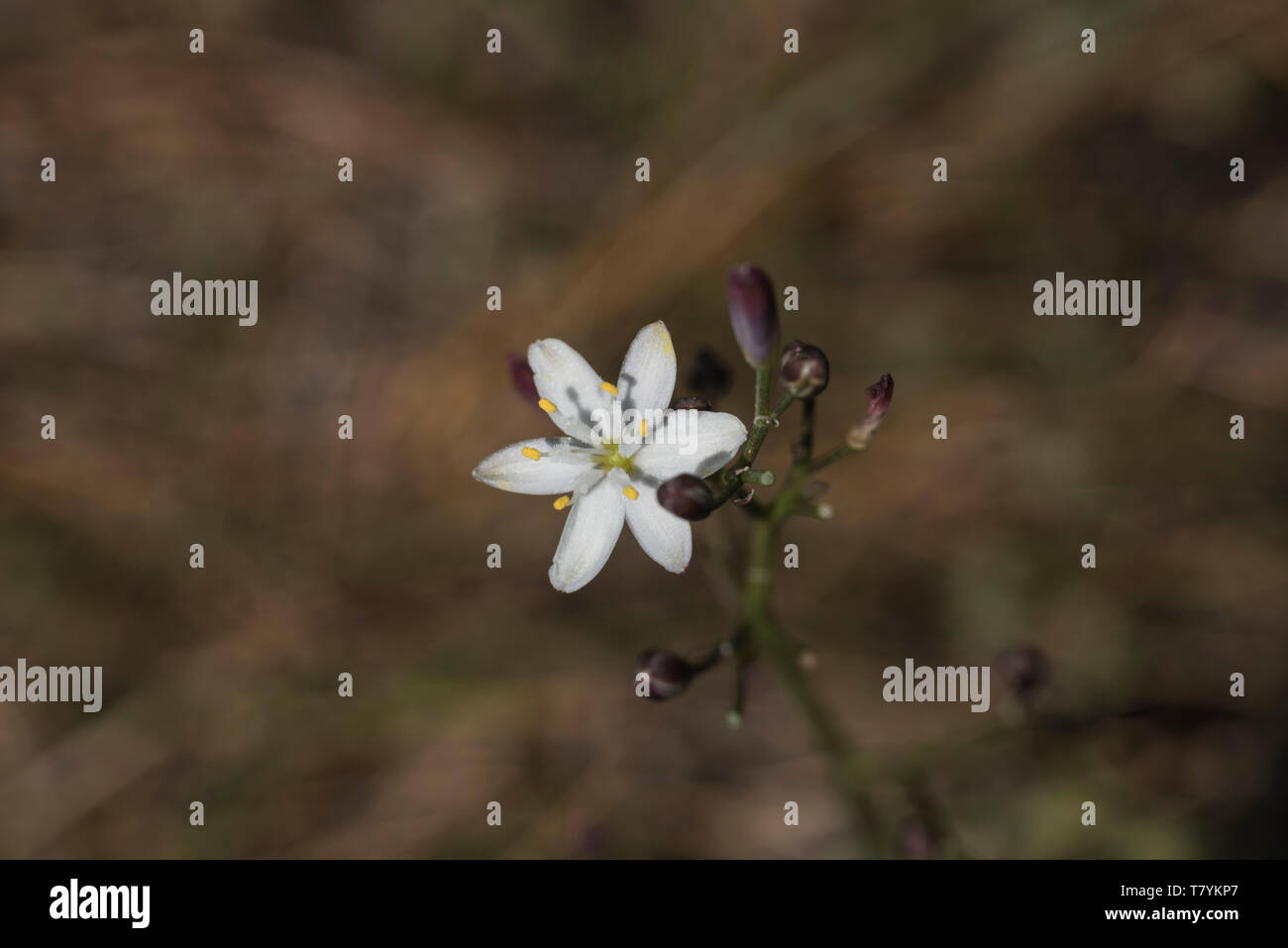 Kerry Lily High Resolution Stock Photography and Images - Alamy