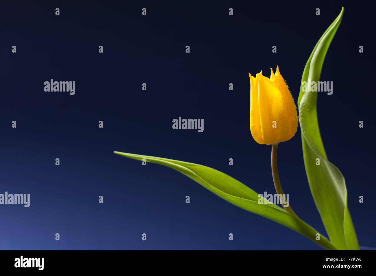 Single Yellow Tulips