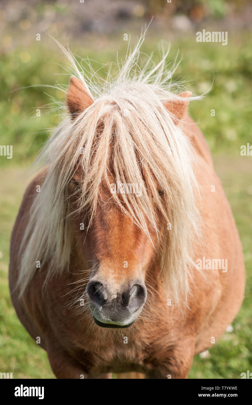 Adorable Shetland Pony photographed in the Shetland Isles, North of ...