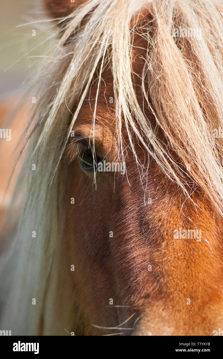 Adorable Shetland Pony photographed in the Shetland Isles, North of ...