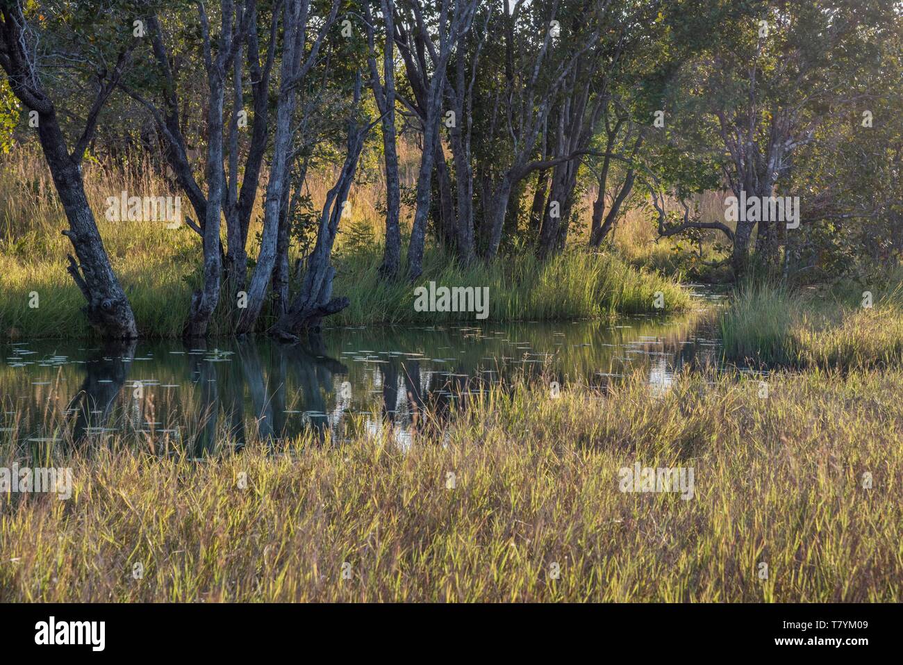 Malawi, Central Region, Kasungu, Kasungu national park, river and ...