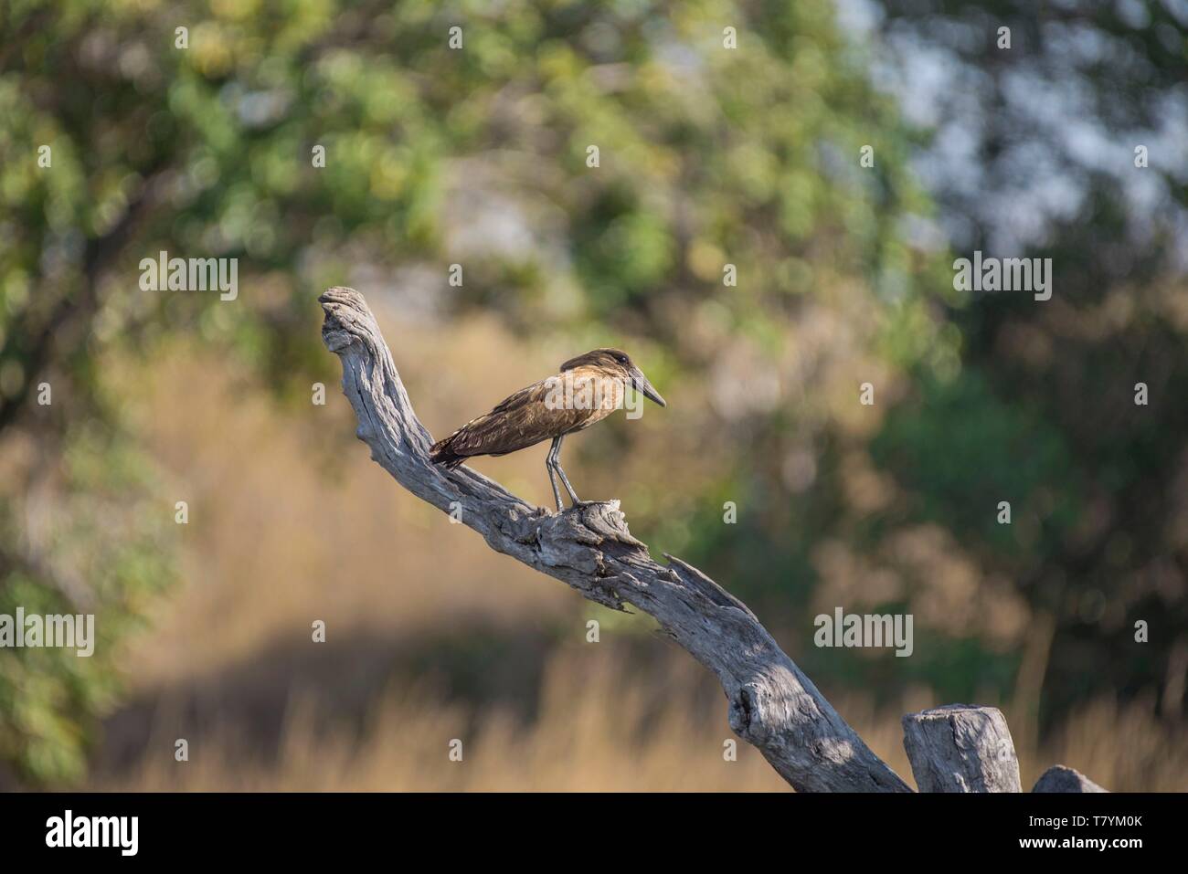 Kasungu national park malawi hi-res stock photography and images - Alamy