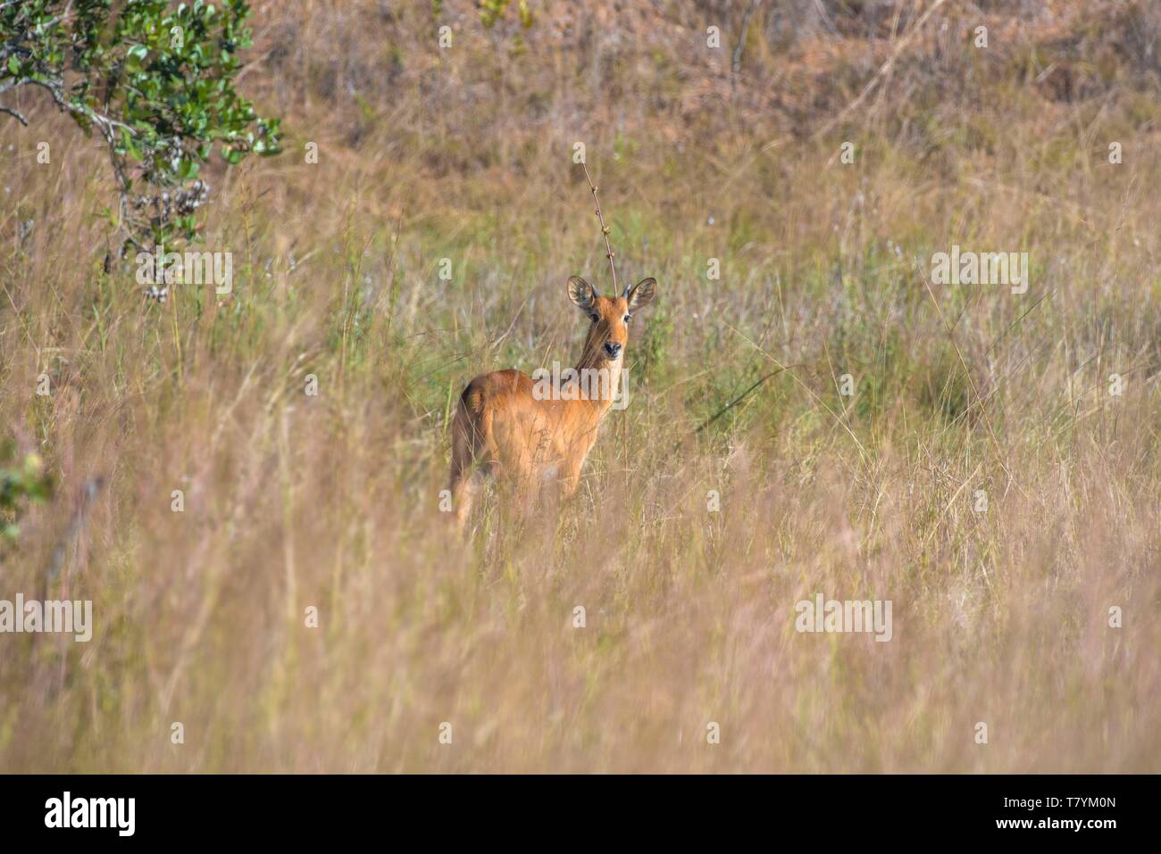 Animal puku wildlife hi-res stock photography and images - Alamy