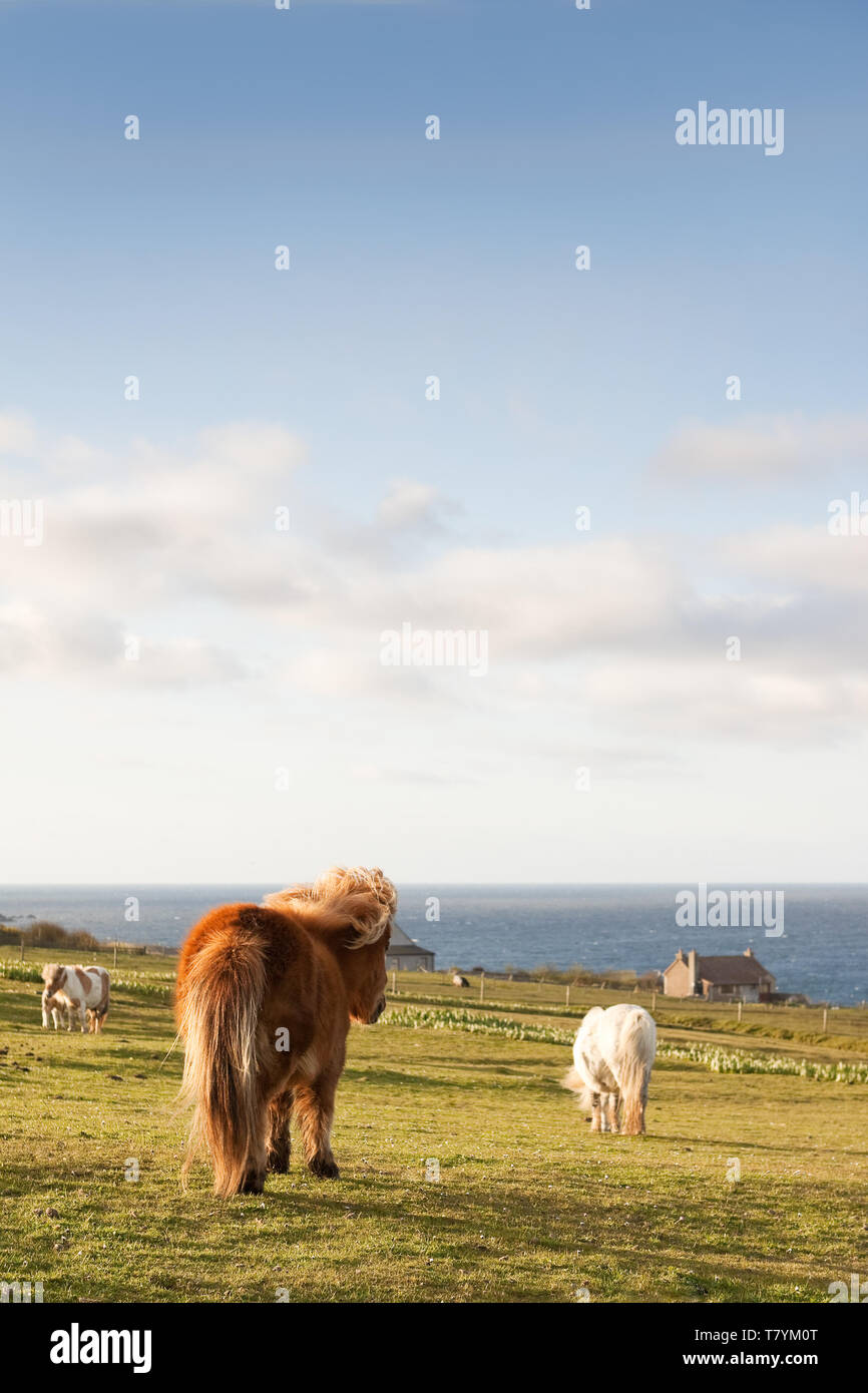 Shetland Pony photographed in Shetland Isles, North of Scotland, UK ...